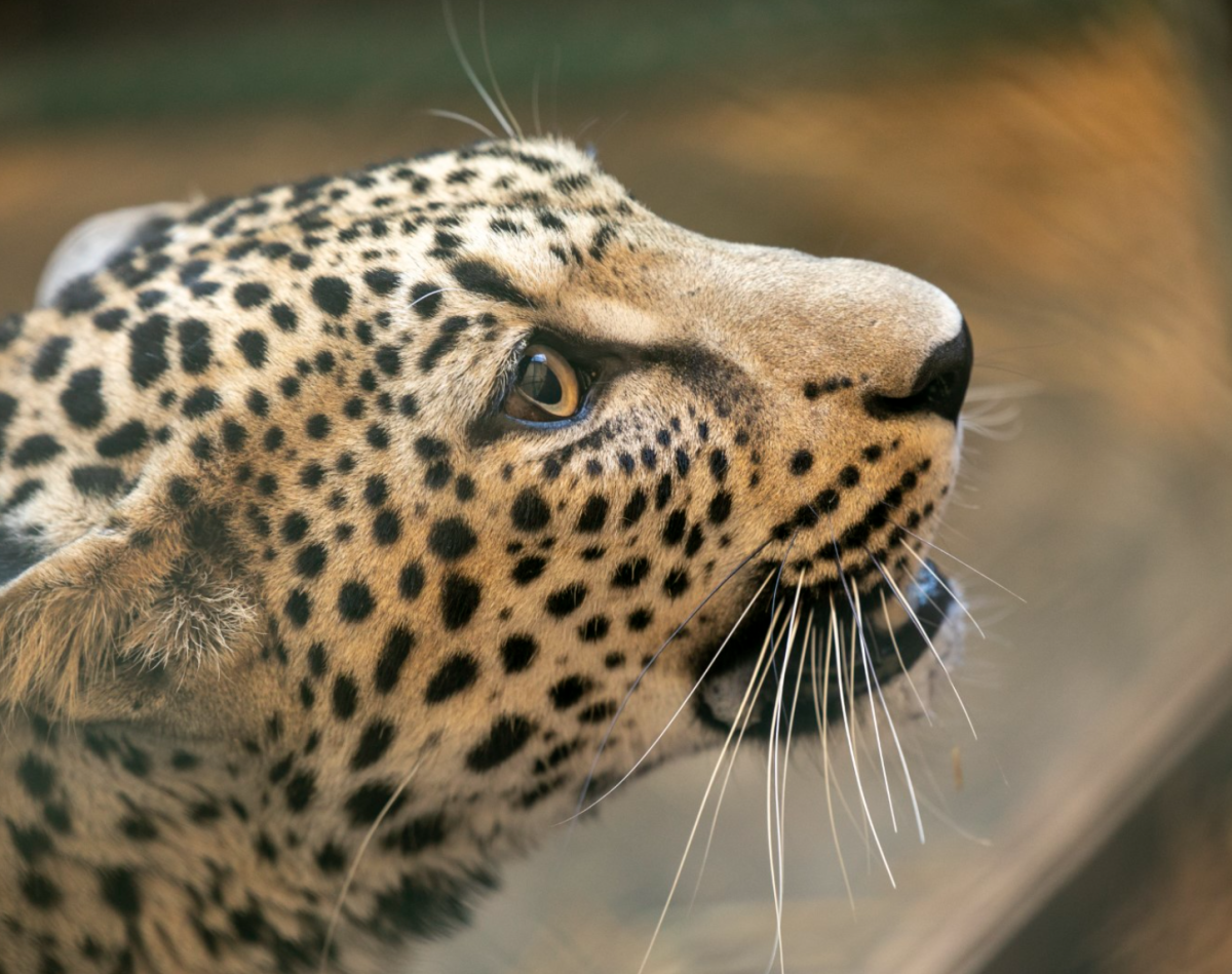 February 10 is International Arabian Leopard Day and here is everything ...