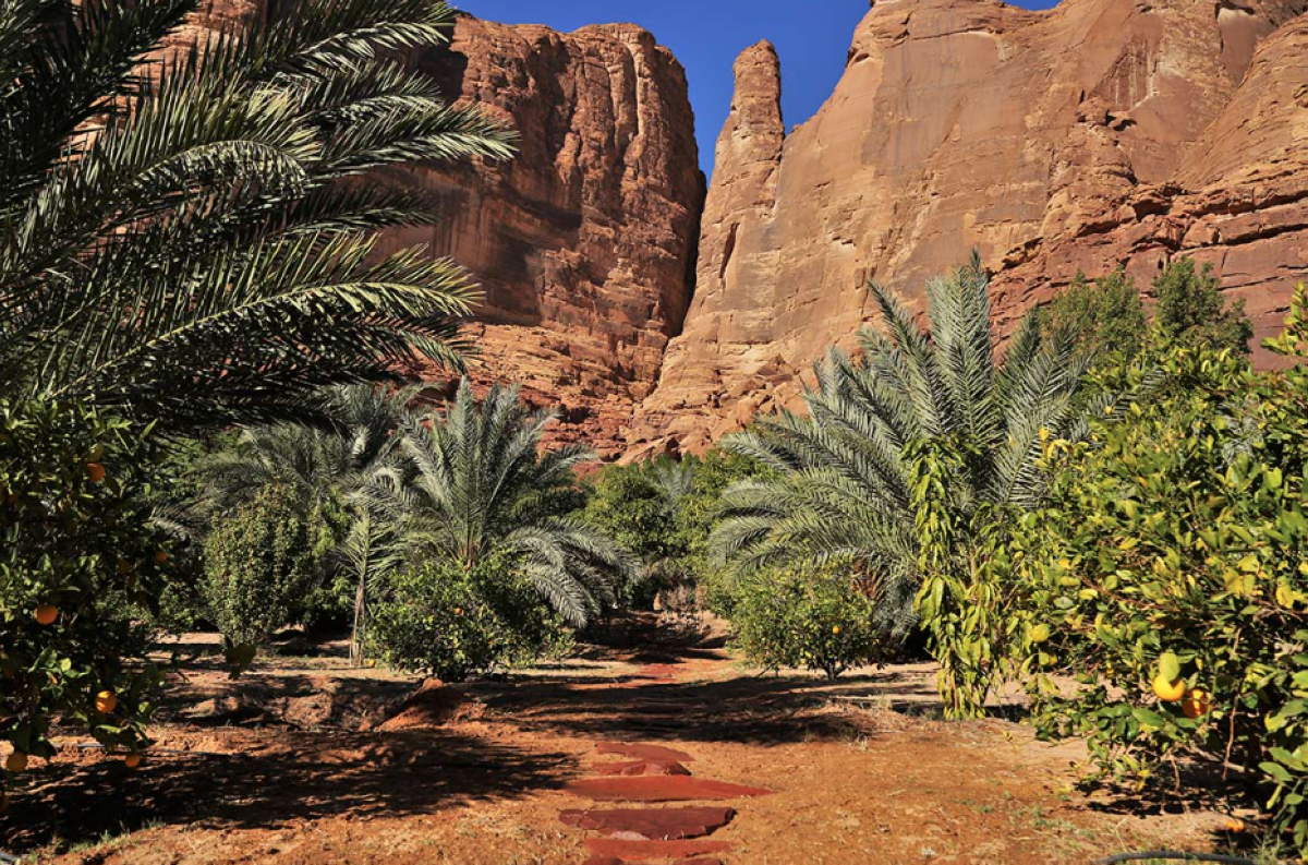 Discover the magic of Arabian Moringa trees | LIST