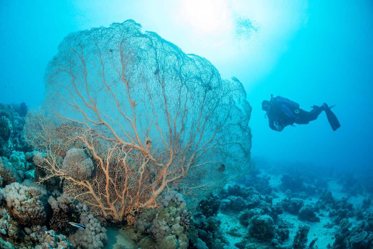 Best diving and snorkelling sites in Jeddah | LIST