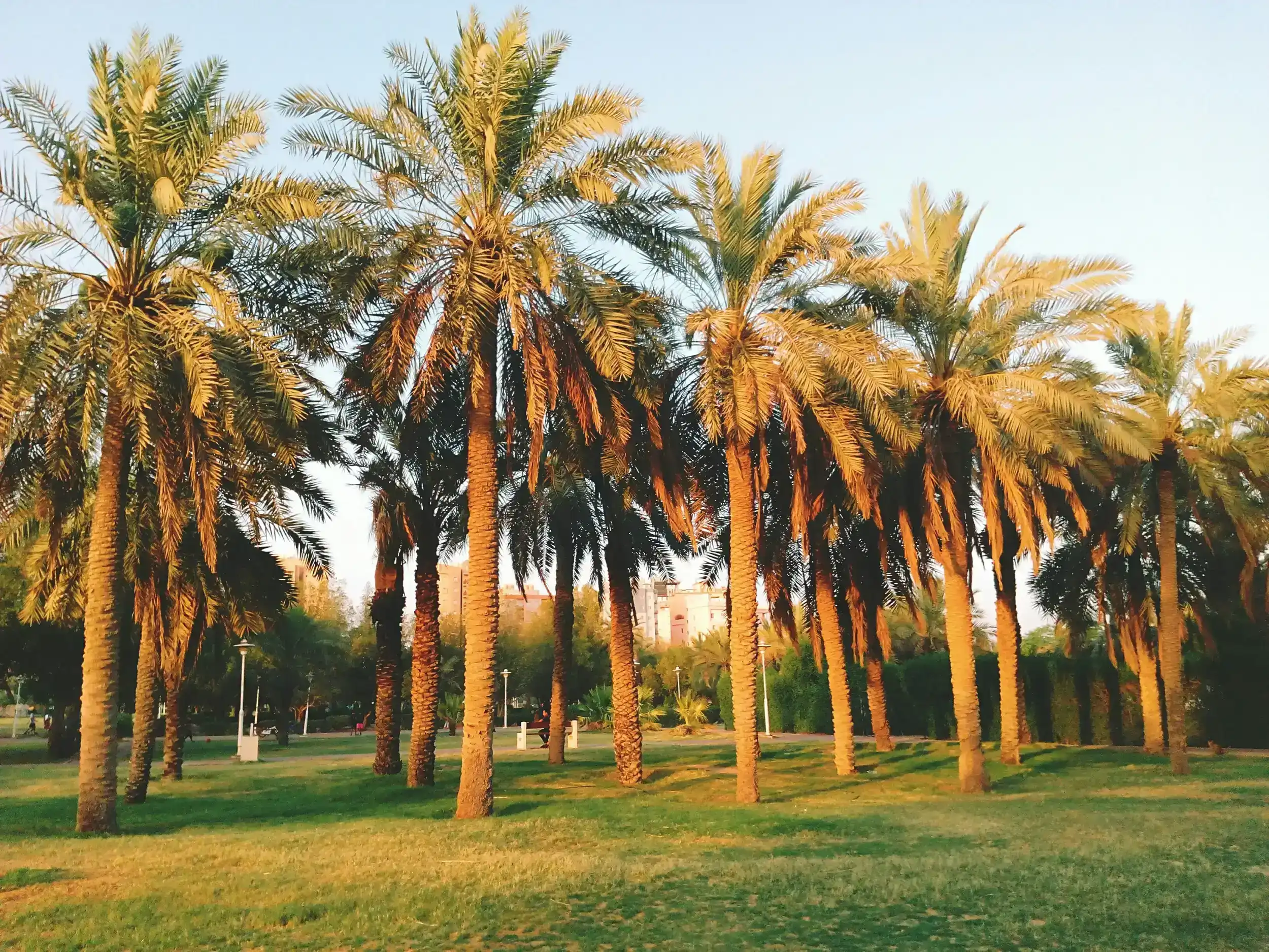 Going Green: Jeddah's new green project will transform under used urban ...